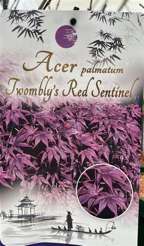 Acer Twomblys Red Sentinel 3ltr Holland House Garden Centre Preston