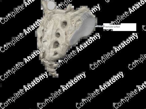 Auricular Surface Of Sacrum Complete Anatomy