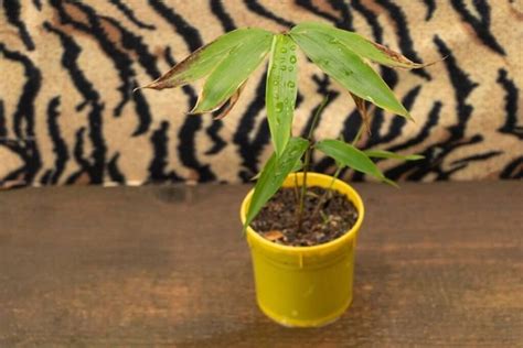 25 Different Types Of Bamboo Plants For Landscaping With Pictures