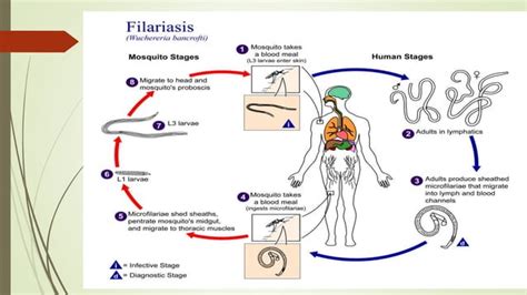 Microfilariae Wuchereria Bancrofti Pptx