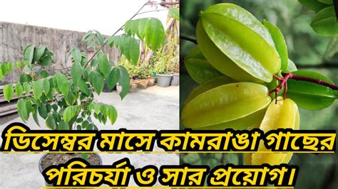 ডিসেম্বর মাসে কামরাঙা গাছের পরিচর্যা ও সার প্রয়োগ।।kamranga Tree Care