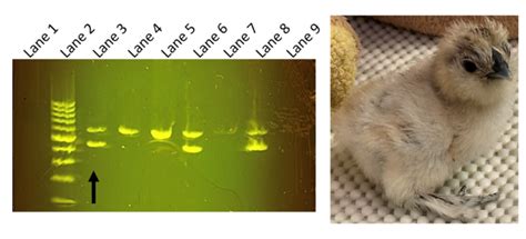 On Site Early Sex Determination A Poultry Breeders Experience With Minipcr Minipcr Bio