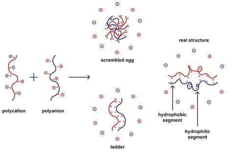 The Structure Of Polyelectrolyte Complexes Scrambled Egg And Ladder Download Scientific