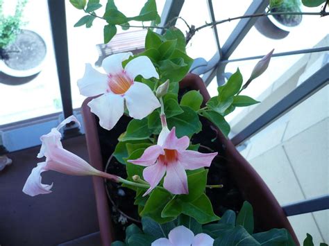 Dipladenia O Mandevilla