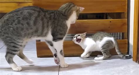 先住猫との初対面でブチ切れちゃった激おこ子猫。でも心の距離が徐々に縮まっていって ´ｪ` エウレカねこ部