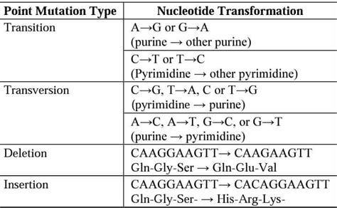 Hanaa Fayed On Linkedin Types Of Point Mutations ‼