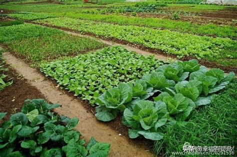 爷爷的菜园子图片 菜园子图片 大山谷图库
