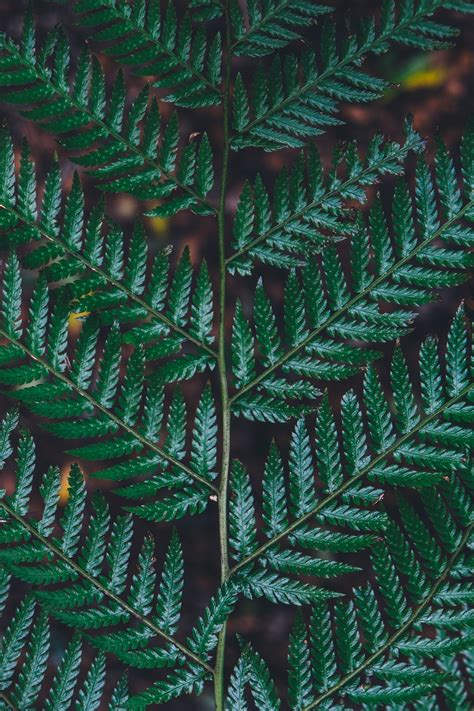 Fern Plant Green And Greenery Hd 4k Phone Hd Wallpaper