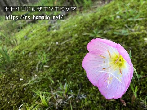 モモイロヒルザキツキミソウの特徴自然植物図鑑