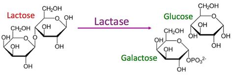 Lactase Enzyme Diagram