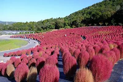 志摩市観光農園のコキア5 写真ギャラリー 観光三重 かんこうみえ 三重県の観光旅行情報はここ