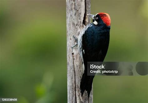 도토리 딱따구리 멜라네르페스 포름피소 미디엄 크기의 새 딱따구리 갈색 검은 머리 뒤 날개와 꼬리 흰색 이마 목 배와 엉덩이 눈은 하얗다 갈색에 대한 스톡 사진 및 기타