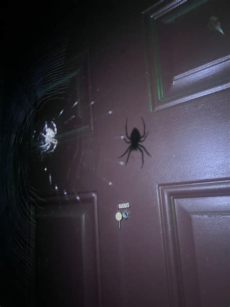 Security Spider R Spiderbro