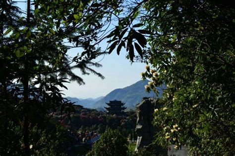 2024百里杜鹃风景区游玩攻略 为了节约时间在杜鹃树下 去哪儿攻略