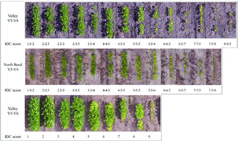 Examples Images Pairing With Idc Visual Scores For The Three Datasets Download Scientific