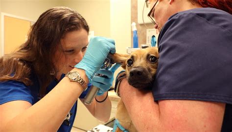 How Do You Know If Your Dogs Eardrum Is Intact