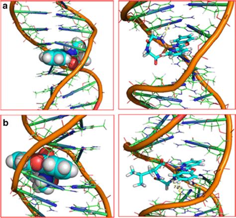 Molecular Docked Model Of The Complexes With Dna A Complex 1 B