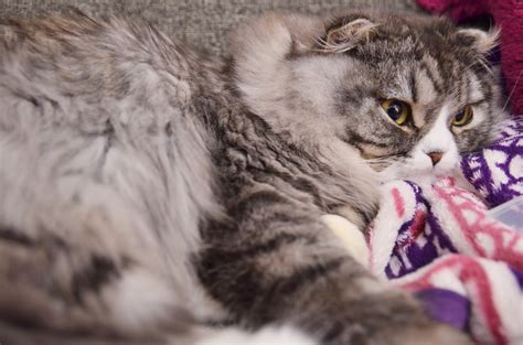 ねこの日らしいので ねこねこキューブ