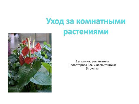 Уход за комнатными растениями презентация онлайн