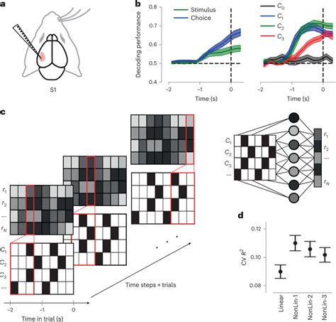 Populations Of Neurons In The Mouse Somatosensory Cortex S1 Exhibit