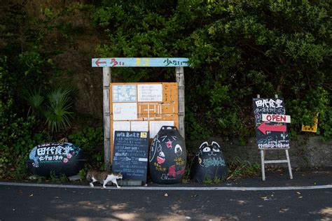 Neko Jinja Un Santuario Dedicado A Los Gatos ángeles Guardianes” De Una Isla Japonesa Infobae