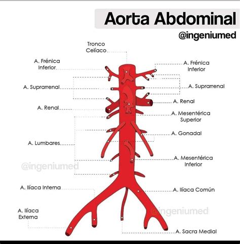 Diagrama de Generalidades de los vasos sanguíneos Quizlet