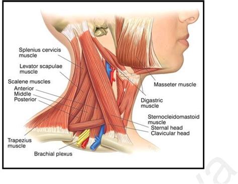 Figure 22 From The Relationship Between Neck Muscle Strength And