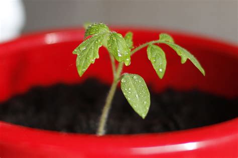 图片素材 厂 叶 种子 花瓣 餐饮 生产 喝 番茄 幼苗 绿色植物 发动机 宏观摄影 开花植物 红锅 陆地植物