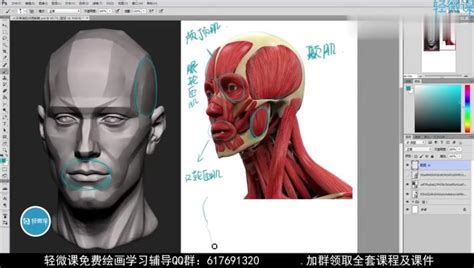 初学者画人体头部肌肉的步骤怎么画人体结构 教育 资格考试 好看视频