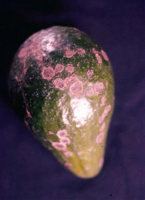 Avocado Diseases And Pests Description Uses Propagation