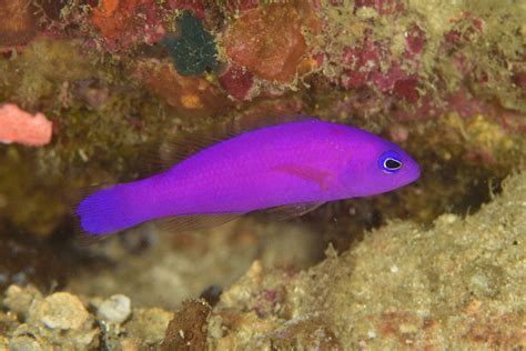 クレナイニセスズメ WEB魚図鑑