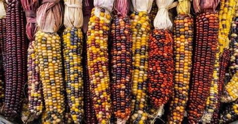 Aprueban Ley Federal para el Fomento y Protección del Maíz Nativo y