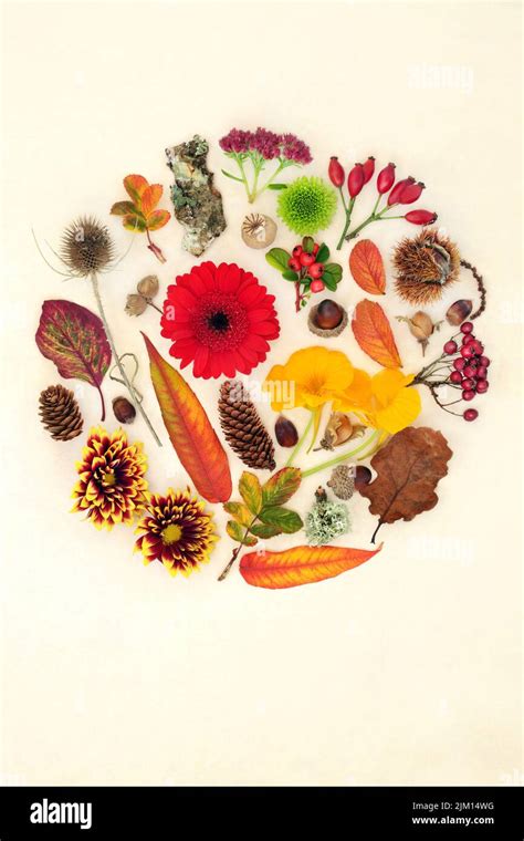 Vivid Autumn Thanksgiving Nature Composition Of Leaves Flowers Fruit