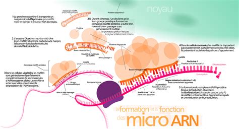 Les Microarn Sont Au Cœur Dune Révolution Médicale Voici Pourquoi