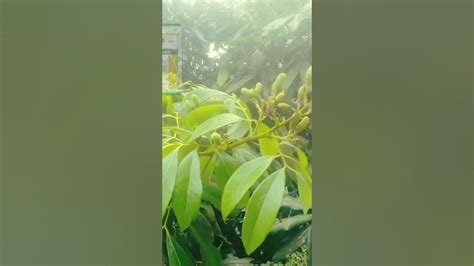 লিচু গাছের মুকুল আসার আগে ও পরে পরিচর্যা। Shorts Lychee Litchi Farming Lychee Bud Lychee