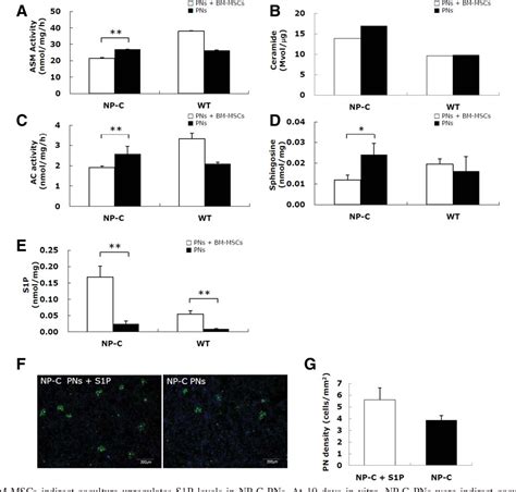 Figure 2 From Tissue Specific Stem Cells Bone Marrow Derived Mesenchymal Stem Cells Prevent The