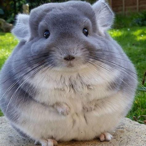 Absolute Unit Rabsoluteunits