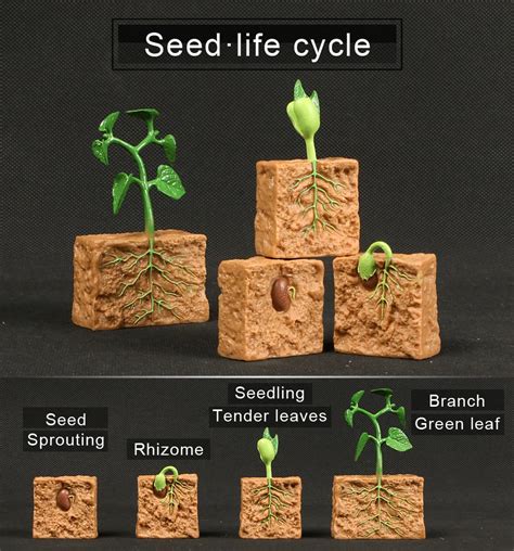 Bean Plant Growth Stages