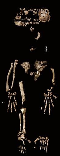 Ardipithecus Ramidus Carnivora