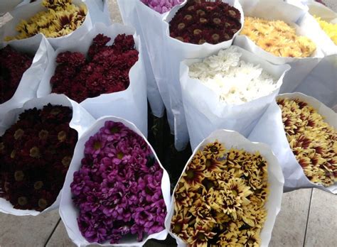 Aneka Bunga Krisan Dan Aster Terbaik Toko Bunga Florist Kencana