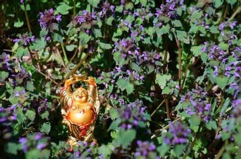 Chinese Dragon Turtle Feng Shui Feng Shui New