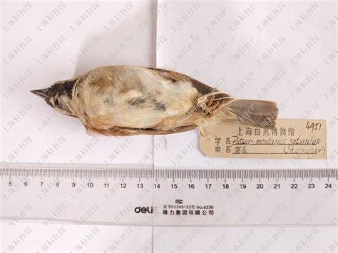 树 麻雀 Passer montanus 物种库 国家动物标本资源库