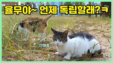 율무야~ 사냥한 거 어쨌냥 Loving A Cat Youtube