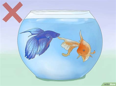 4 Formas De Cuidar Do Seu Peixe Wikihow