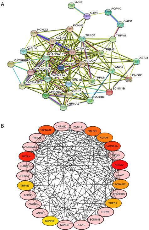 Ppi Network Analysis Of Degs A Ppi Network Obtained From String