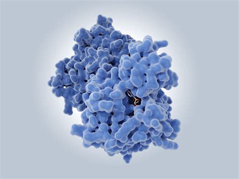 Vancomycin Resistant Enterococci Hospital