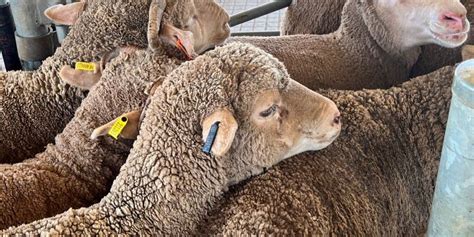 Nsw Government Announces Sheep And Goat Electronic Id Timeline Nsw
