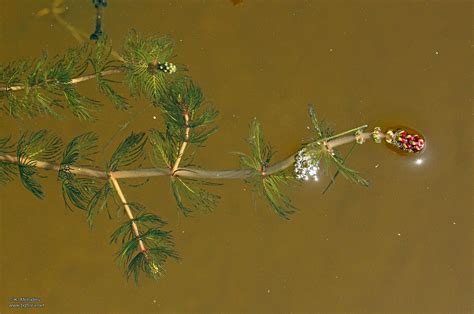 Класовиден многолистник Myriophyllum Spicatum Българската флора онлайн
