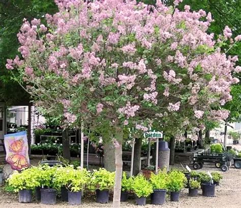 Fragrant Lilac Tree Forestry Com