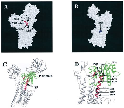 Model Of The Yeast Pma1 Atpase Showing The Location Of Alexa Reactive